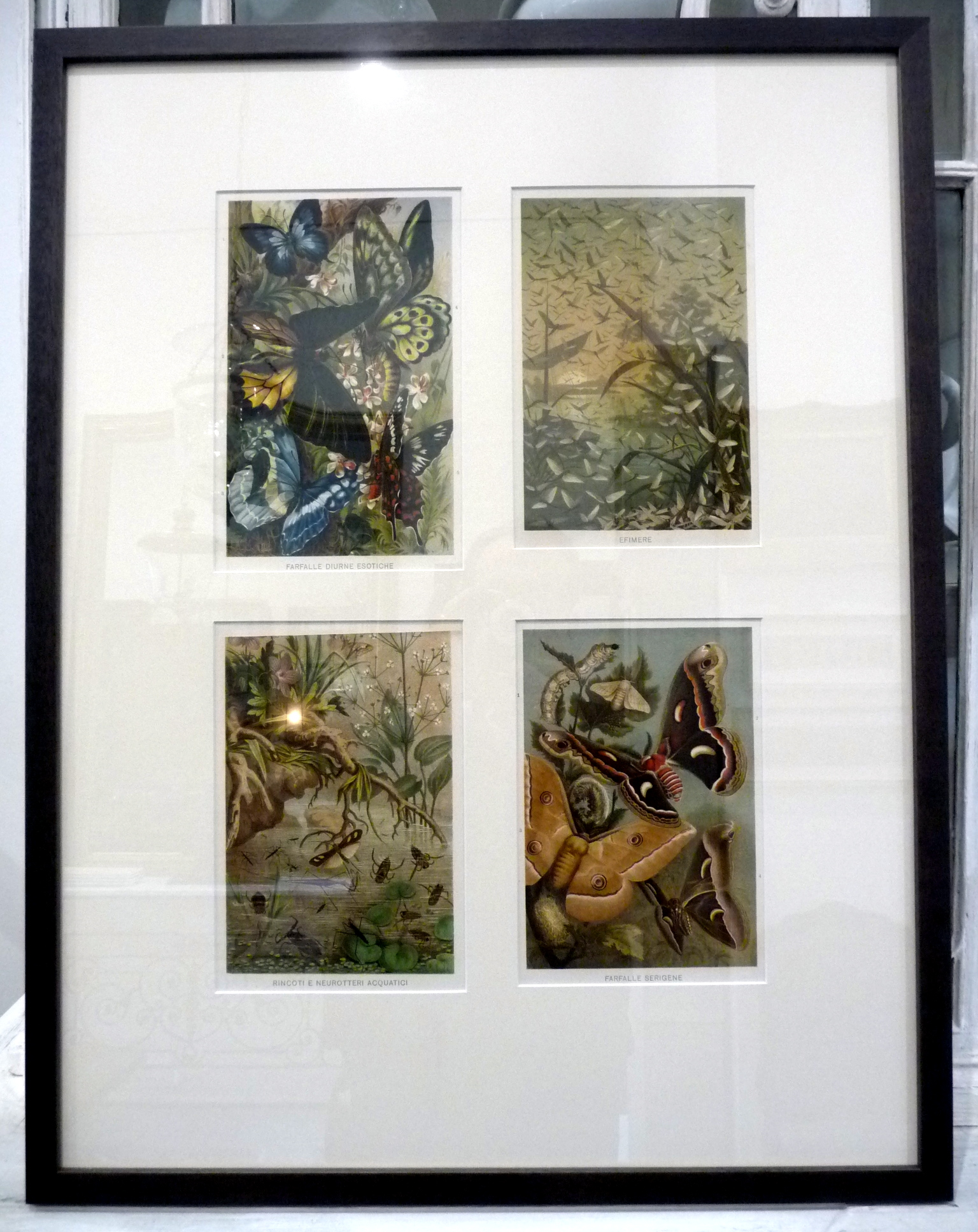 A Collection of Italian Lithographs