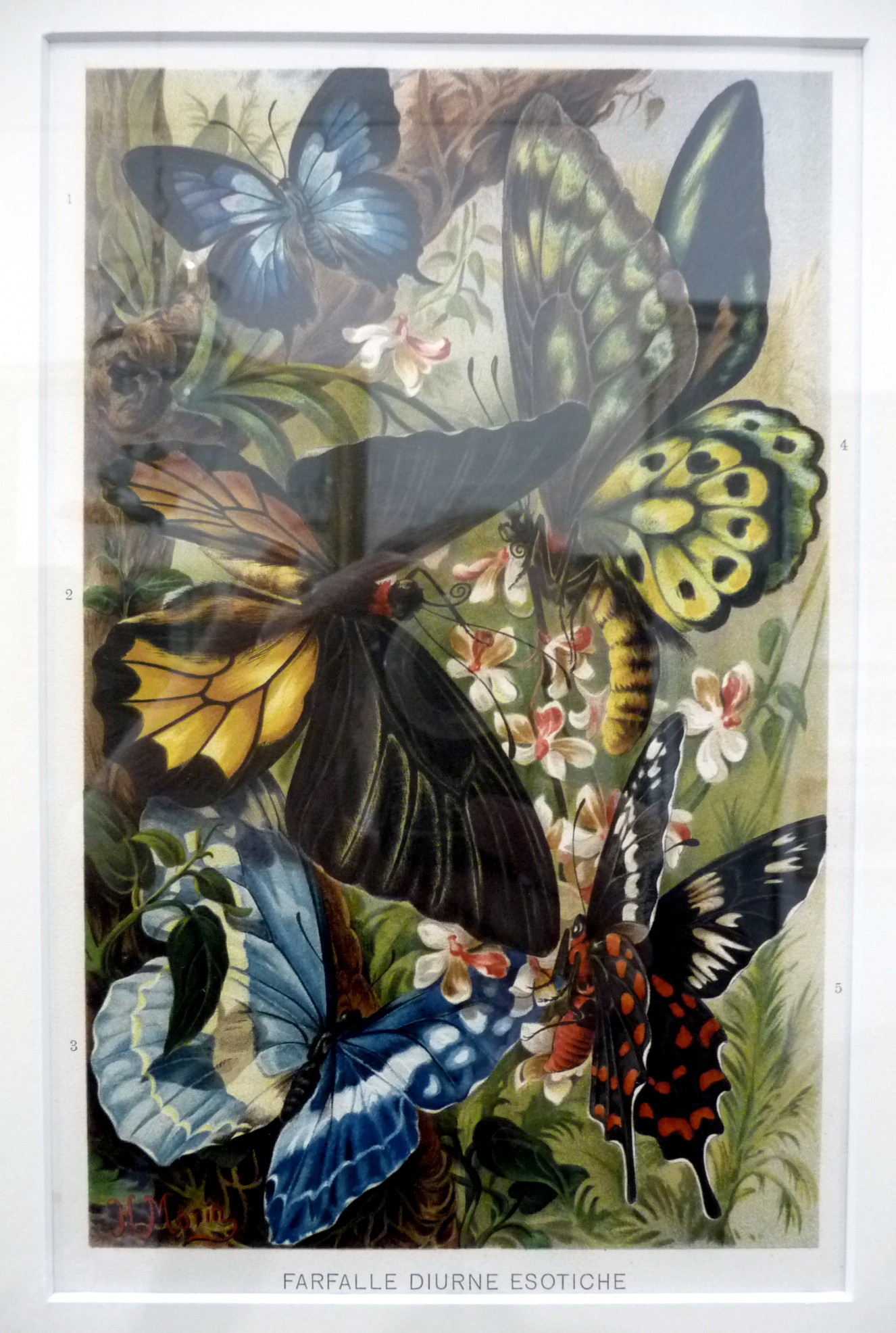 A Collection of Italian Lithographs