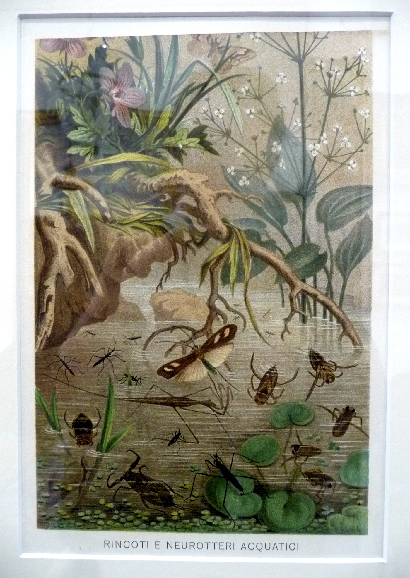 A Collection of Italian Lithographs