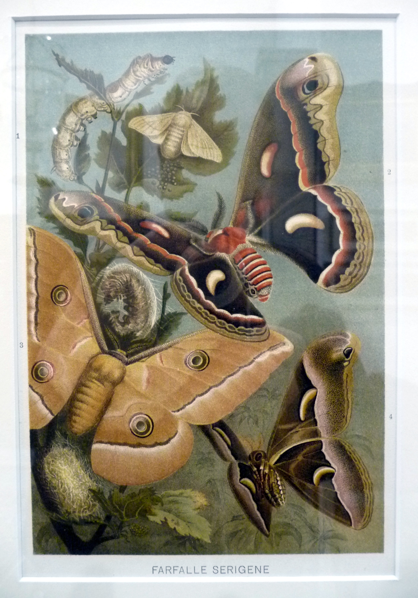 A Collection of Italian Lithographs